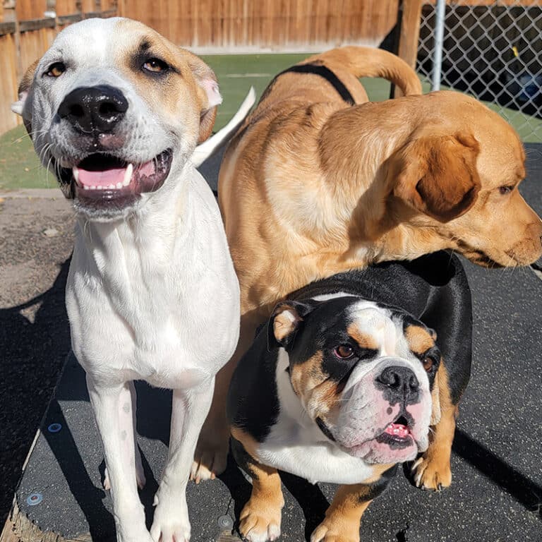 Doggy Daycare - Hobnob Pet Daycare and Boarding