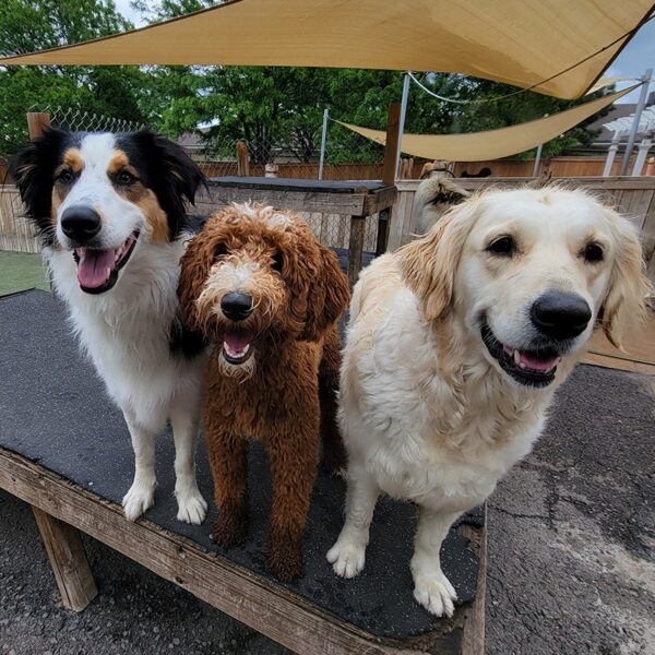 Full Day Doggy Daycare - Lakewood / Denver - Hobnob Pet Daycare and ...