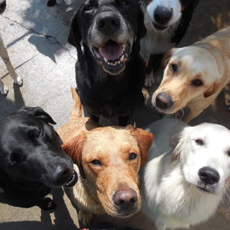 Dog Boarding - Doggy Day Care | Hobnob Pet Daycare & Hotel