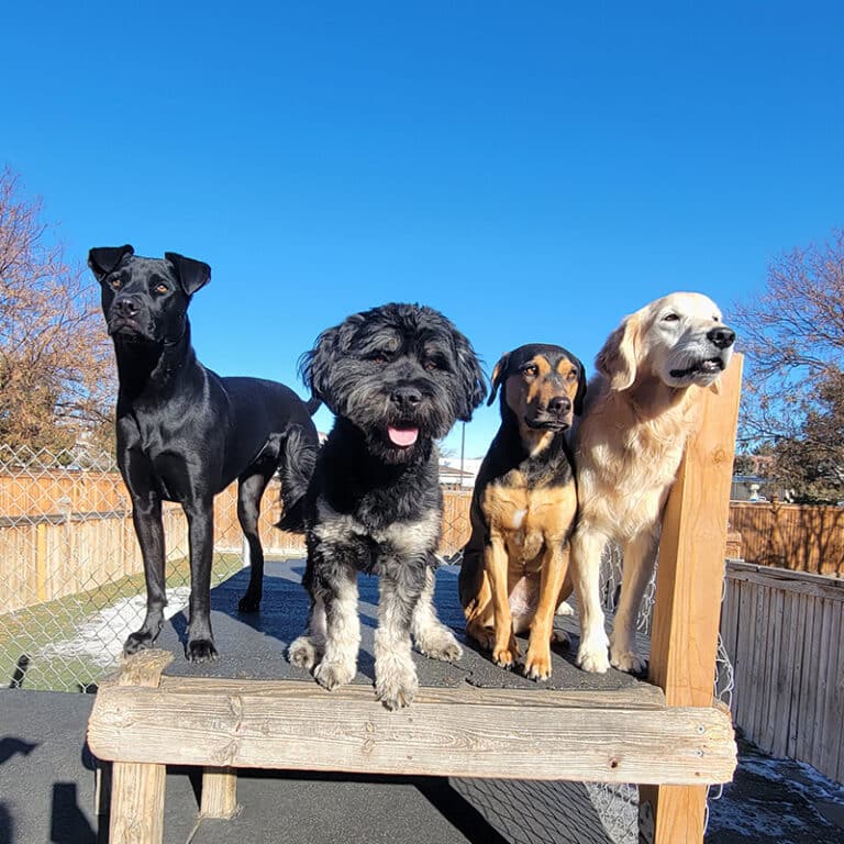 Doggy Daycare - Hobnob Pet Daycare and Boarding