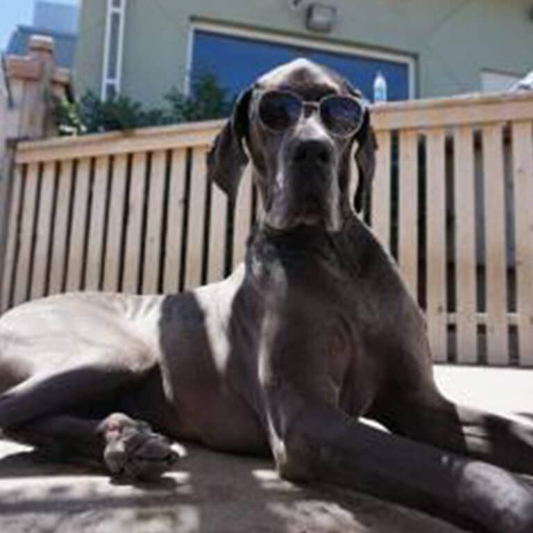 Daycare Packages - Hobnob Pet Daycare and Boarding