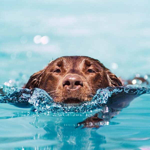 Swimming - Hobnob Pet Daycare and Boarding
