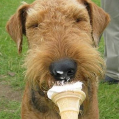 Ice Cream - Hobnob Pet Daycare and Boarding
