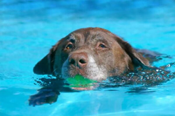 Swim Packages - Hobnob Pet Daycare and Boarding
