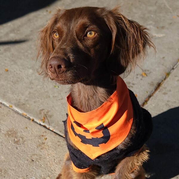 Overnight Stay - Lakewood / Denver - Hobnob Pet Daycare and Boarding